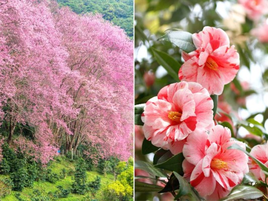 Rosa y verde, la mejor combinación...